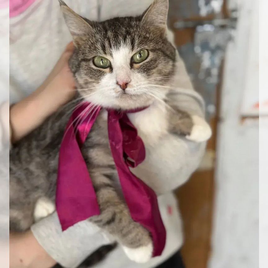 Взрослая, кошка в добрые руки