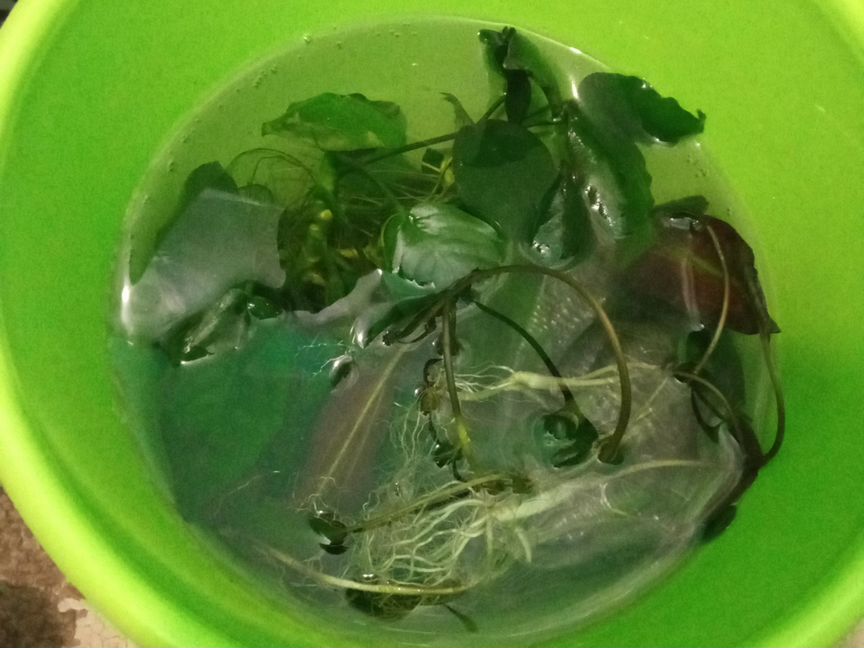 Прополка для аквариума