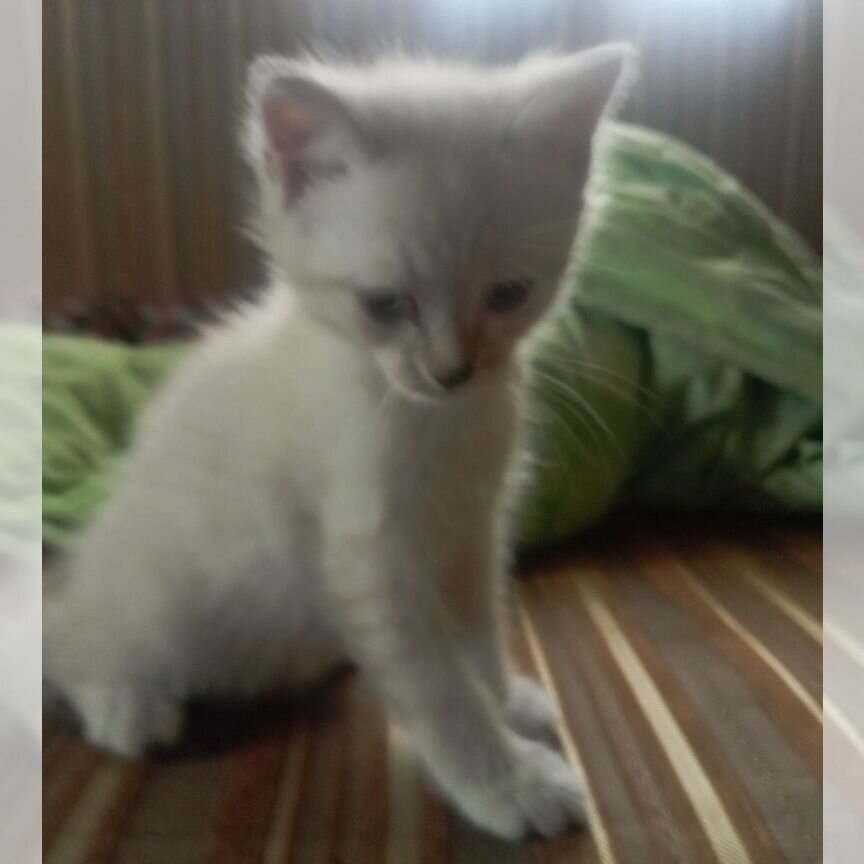 Котёнок в добрые руки
