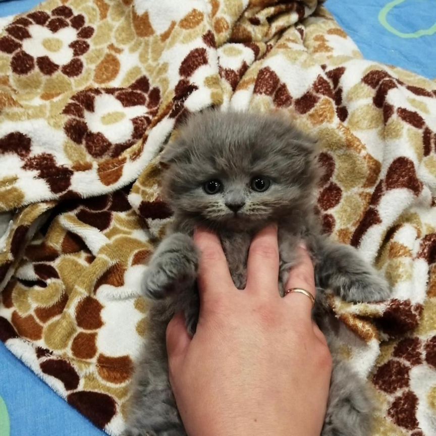 Шотландская вислоухая