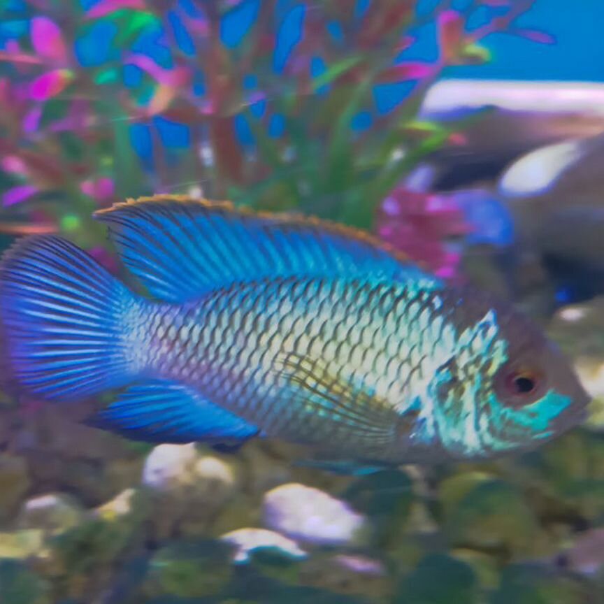 Нанакара электрик блю