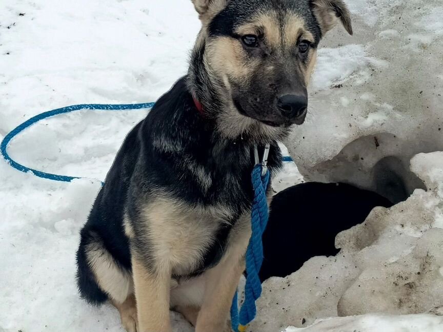 Овчаристый щенок Шерра ищет свою семью