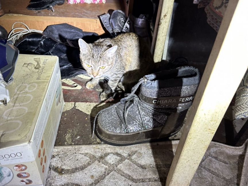 Котенок 4 месяца отдается в дар в добрые руки