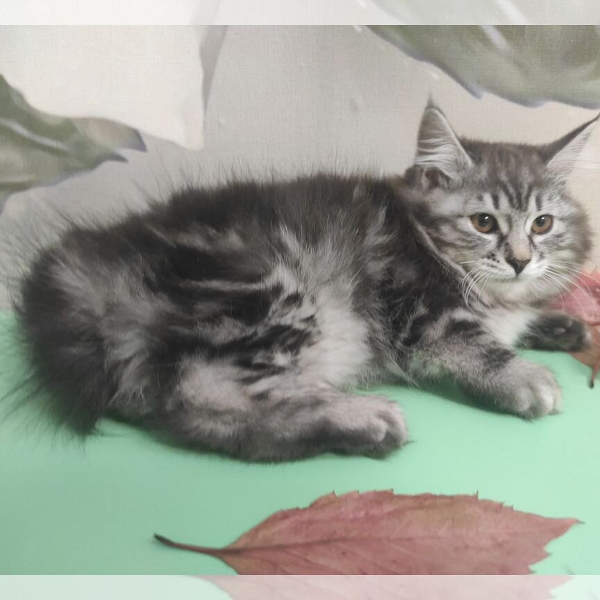 Кошки породистые