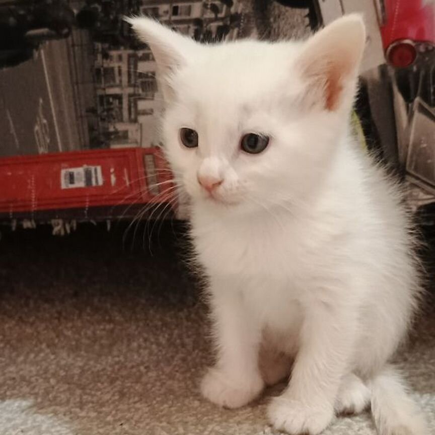 Котёнок от частного владельца
