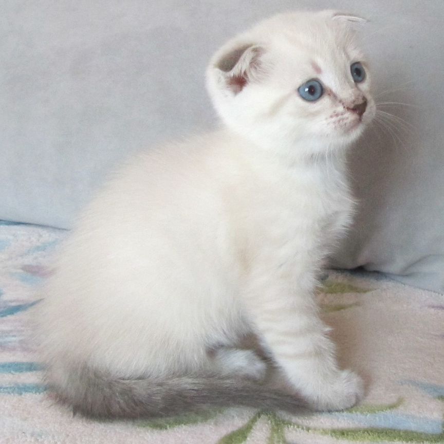 Котенок вислоухий девочка в добрые руки