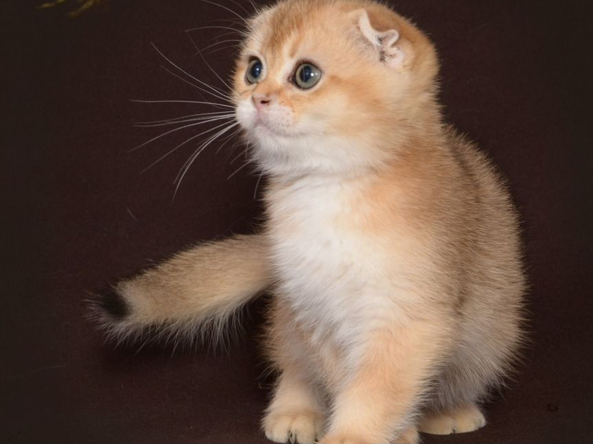 Котята шотландской породы