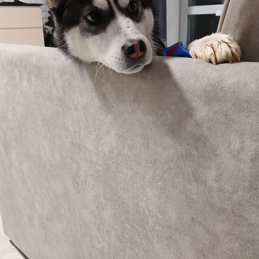 Сибирский хаски, щенок