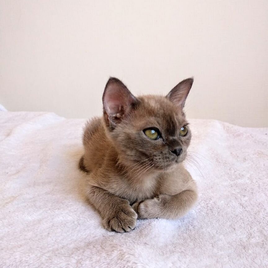 Бурманский котик