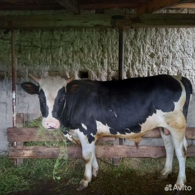 Быки на мясо