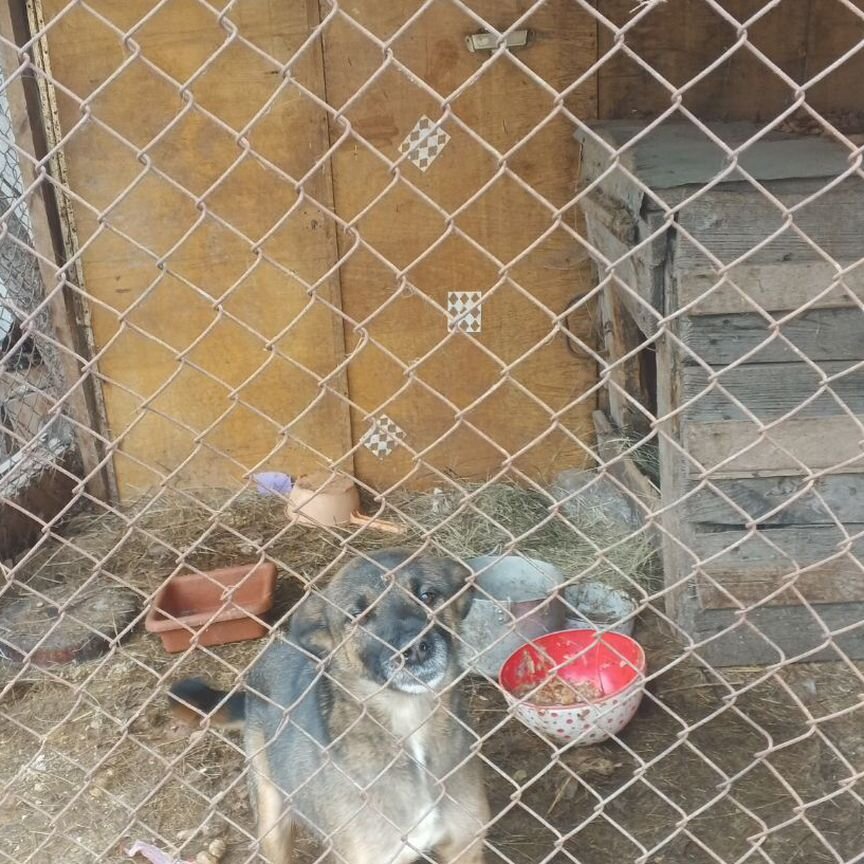 Взрослая собака в добрые руки