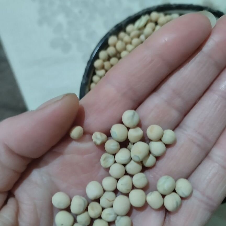 Товары для животных