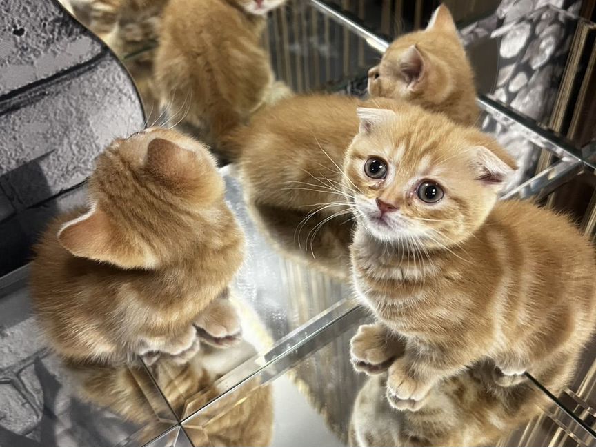 Котята шотландские рыжие