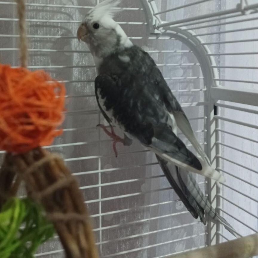 Попугаи корелла с клеткой (только парой)