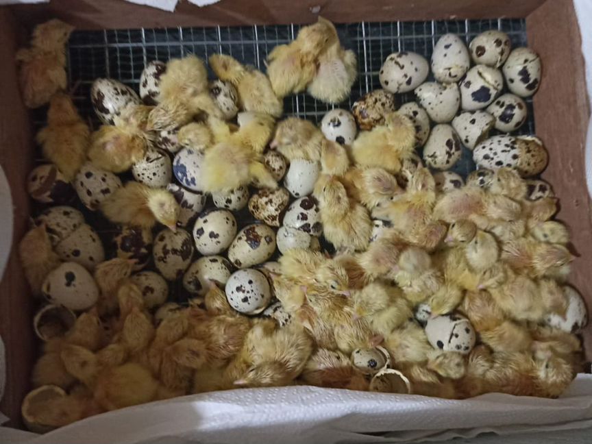 Перепела техасцы