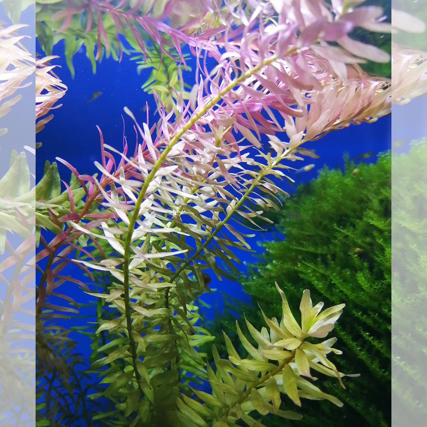 Ротала аквариумное растение