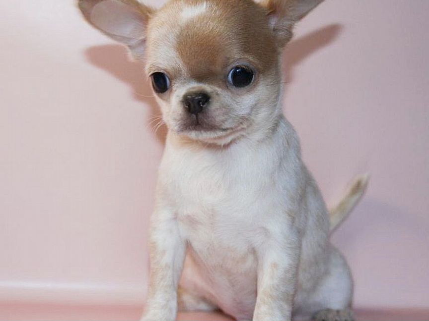 Чихуахуа мальчишечка