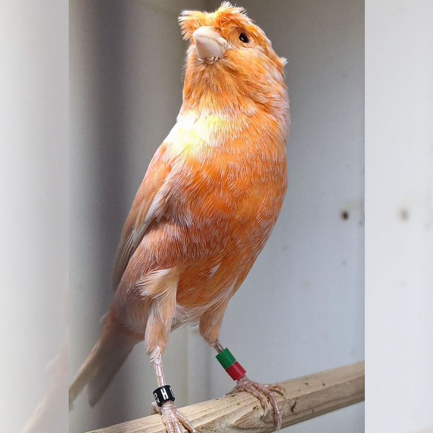 Канарейка красная самец 2025г.р. Шимель