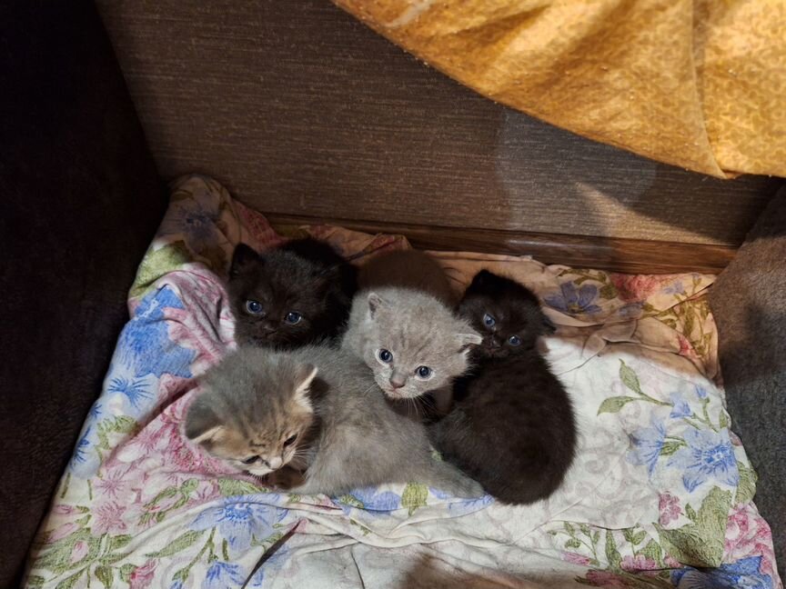 Котята