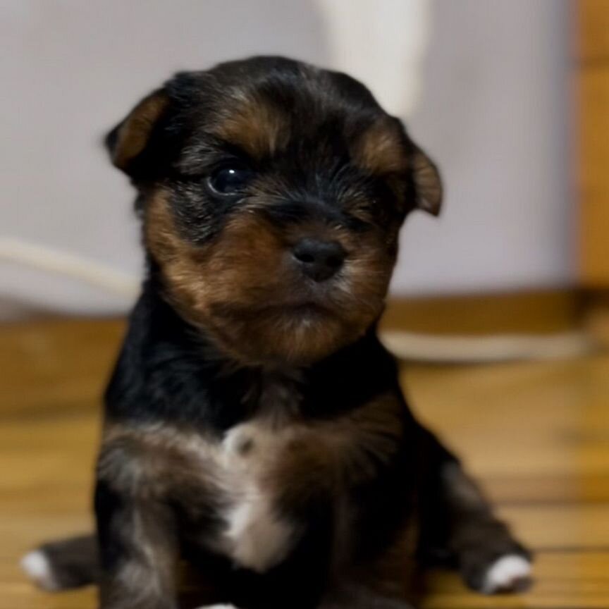 Йоркширский терьер