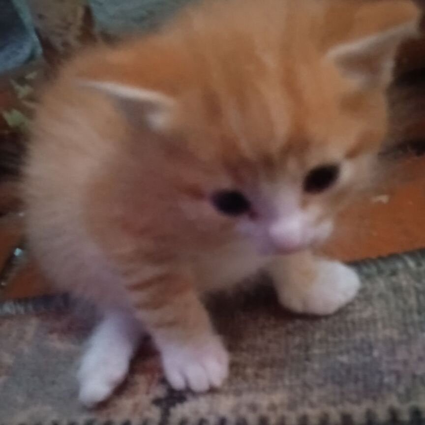 Сибирский котёнок