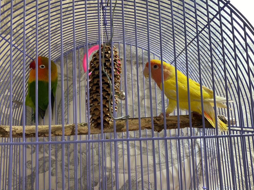 Попугай неразлучник с клеткой