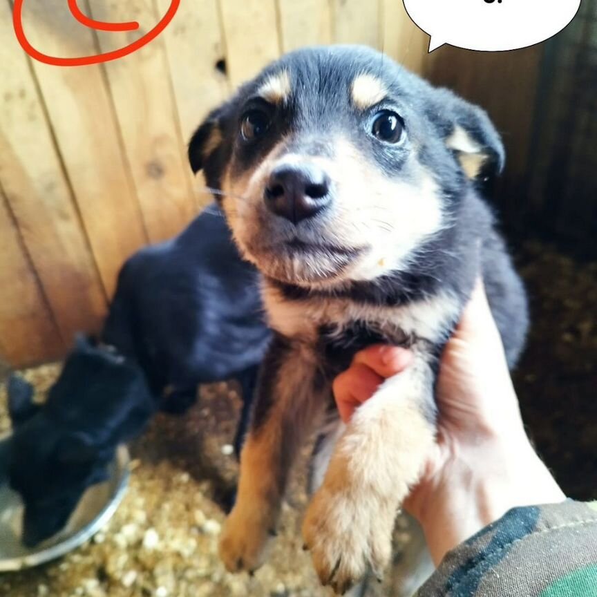 Собака в добрые руки отдам бесплатно