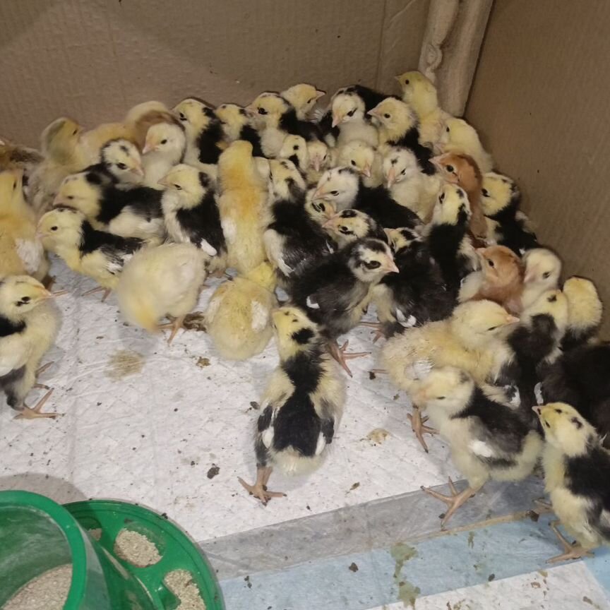 Цыплята домашние