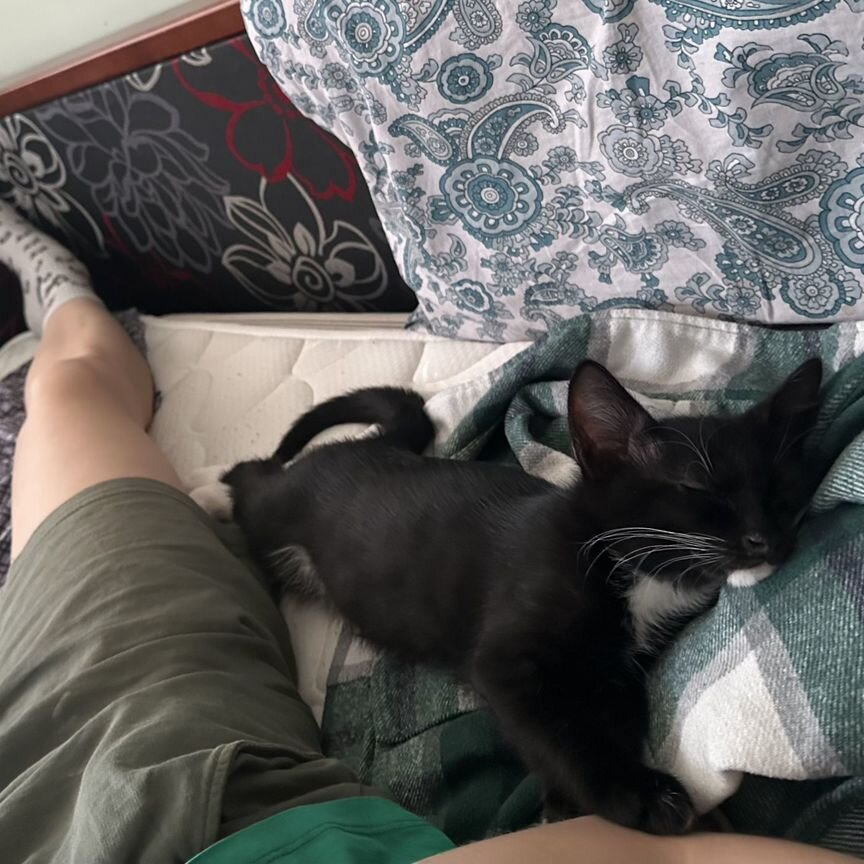 Котенок 2 месяца