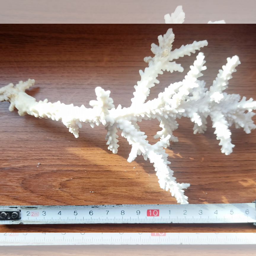 Морские кораллы