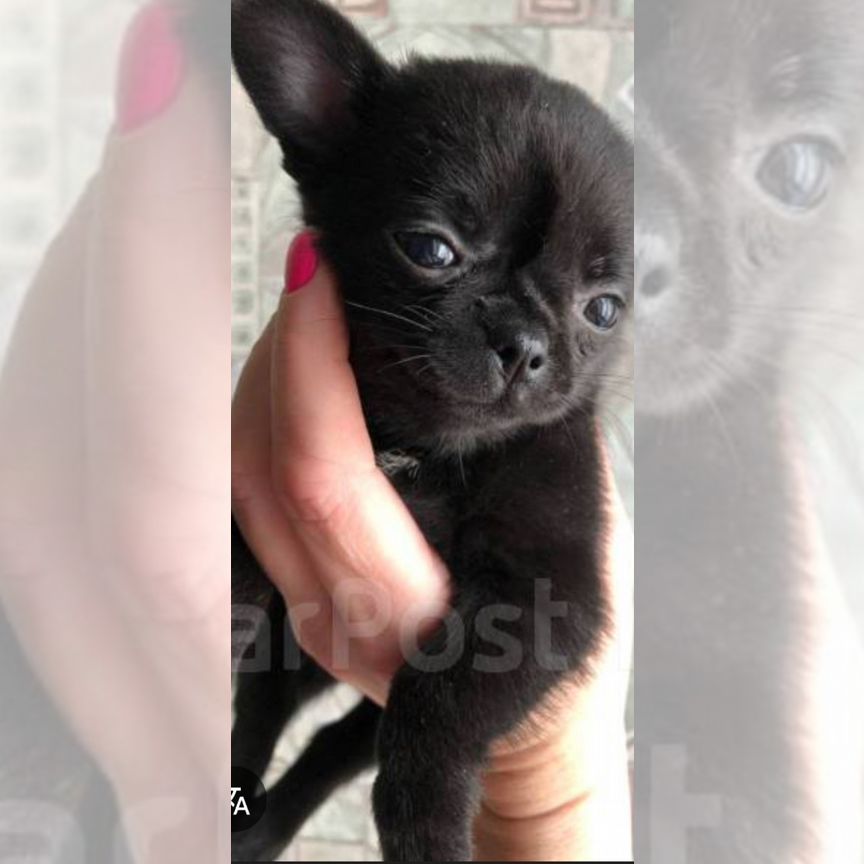 Чихуахуа, щенок