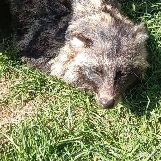 Енотовидная собака щенки и мама