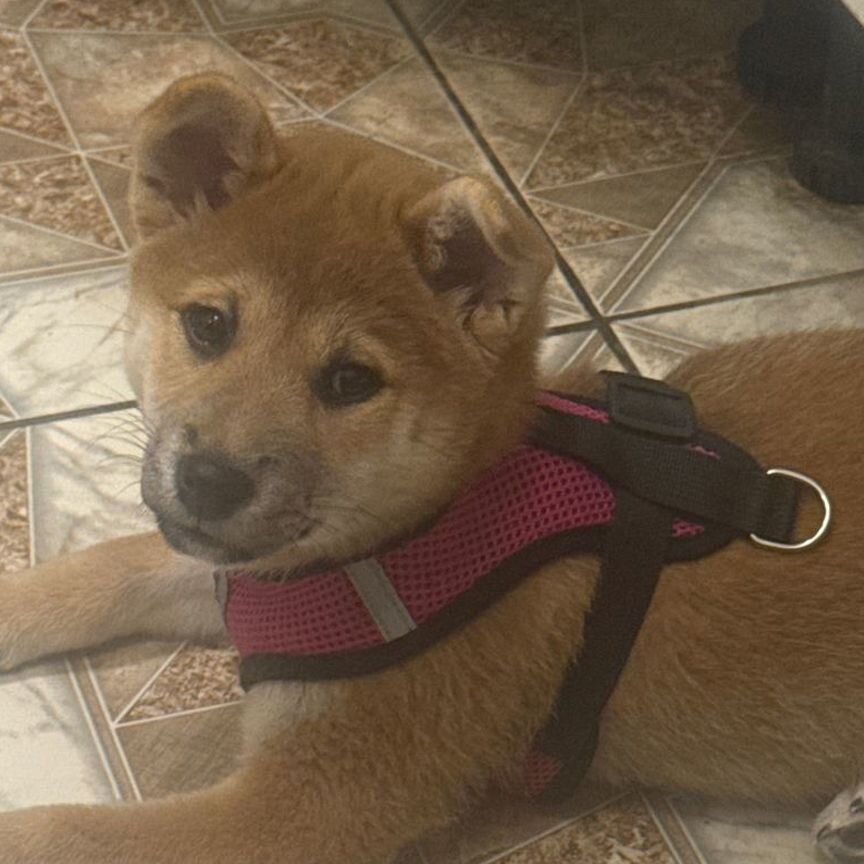 Сиба-ину, щенок