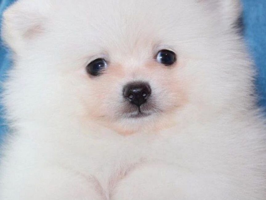 Померанский шпиц