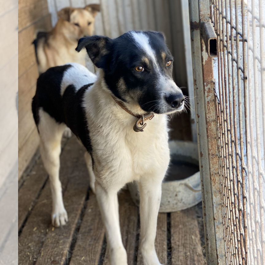 Щенок в добрые руки