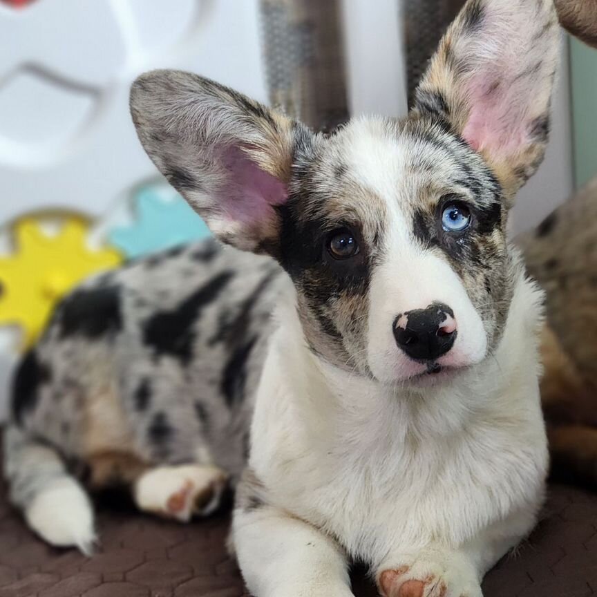 Вельш корги кардиган мальчик