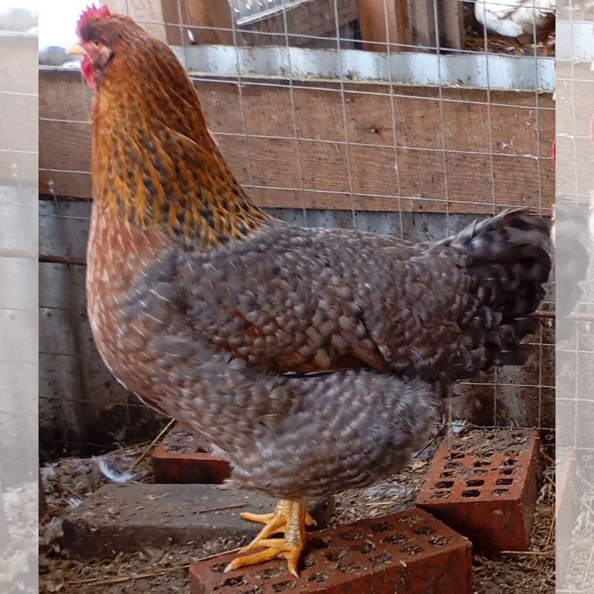 Инкубационное яйцо Билефельдер