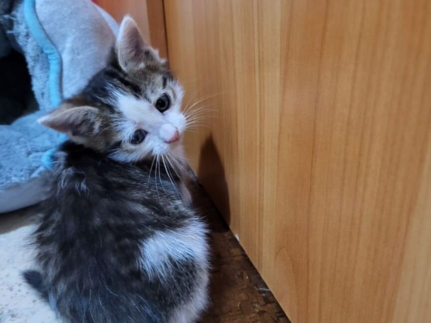 Котенок в добрые руки 1,5 - 2 месяца