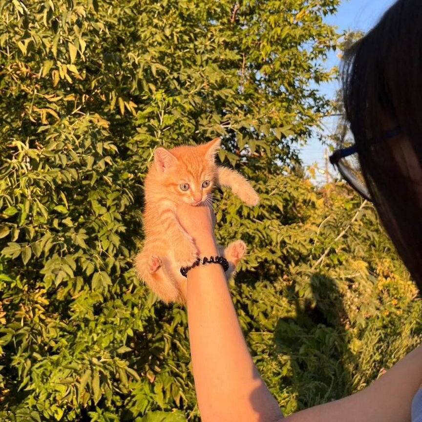 Котик в добрые руки