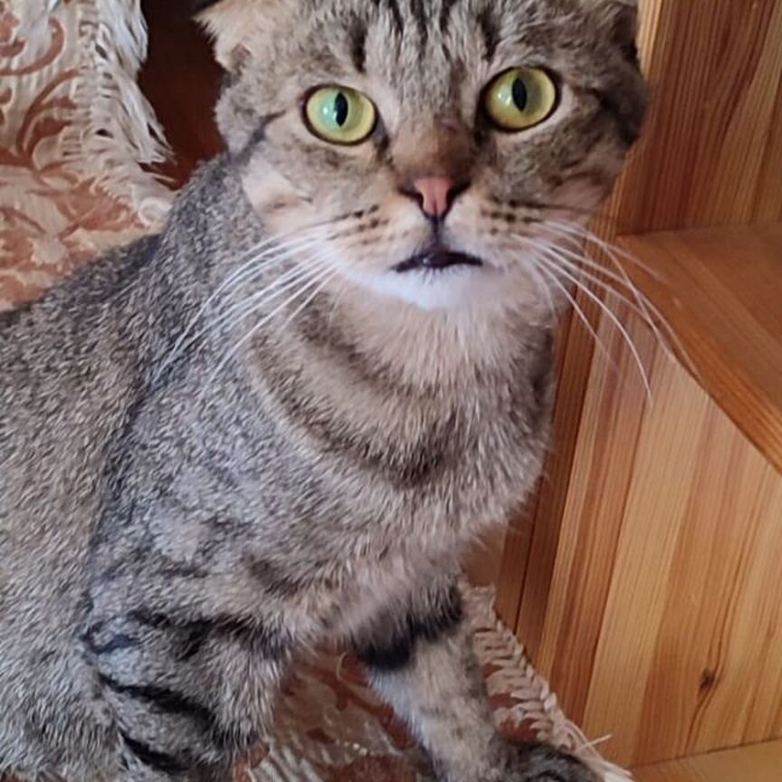 Коты в добрые руки