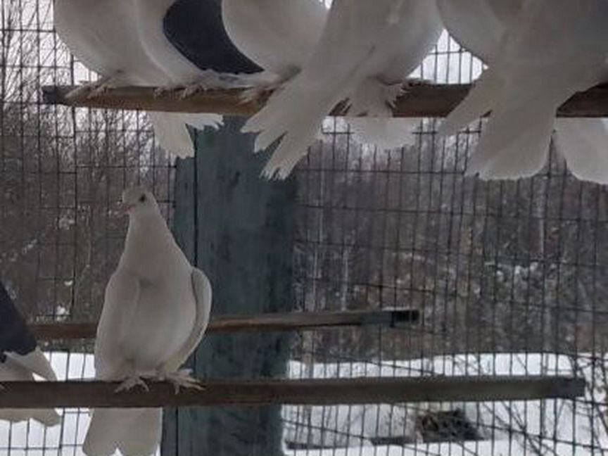 Голуби