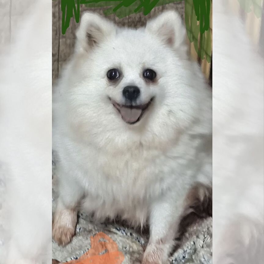 Померанский шпиц, взрослая собака