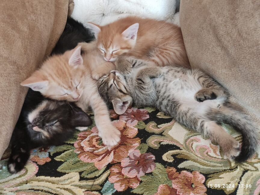 Подари пушистику дом