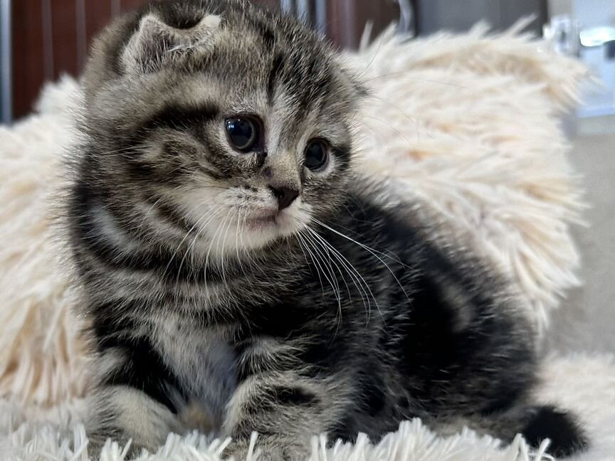 Шотландские вислоухие котята