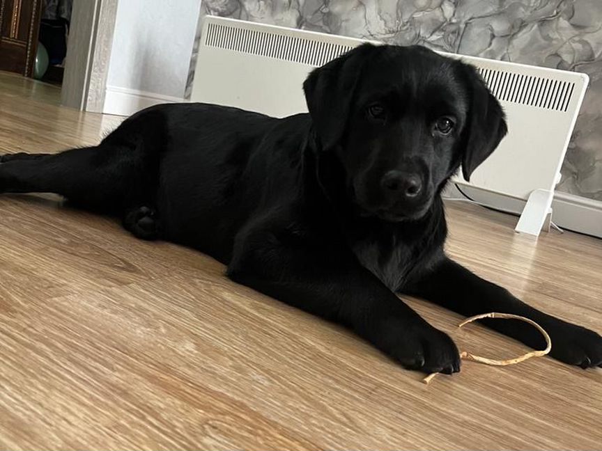 Лабрадор ретривер