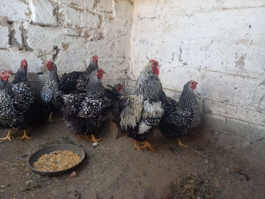 Семья кур Виандот Серебро