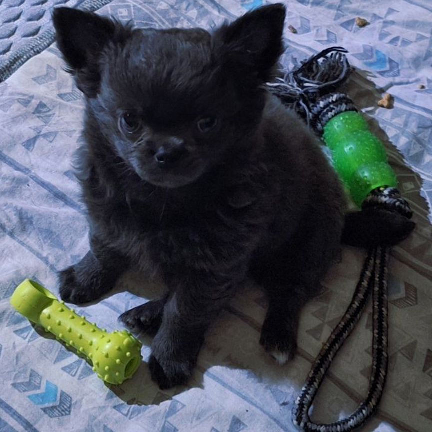 Чихуахуа, щенок