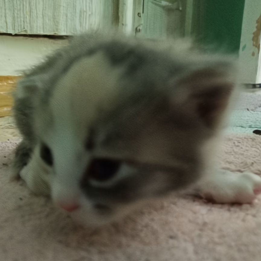 Котёнок в добрые руки