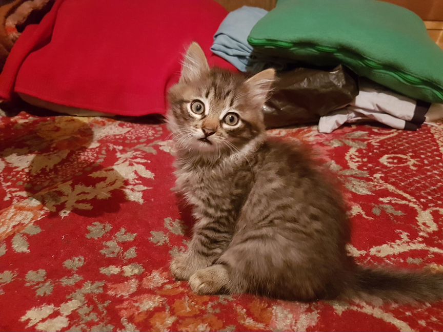 Кошка 3 месяца