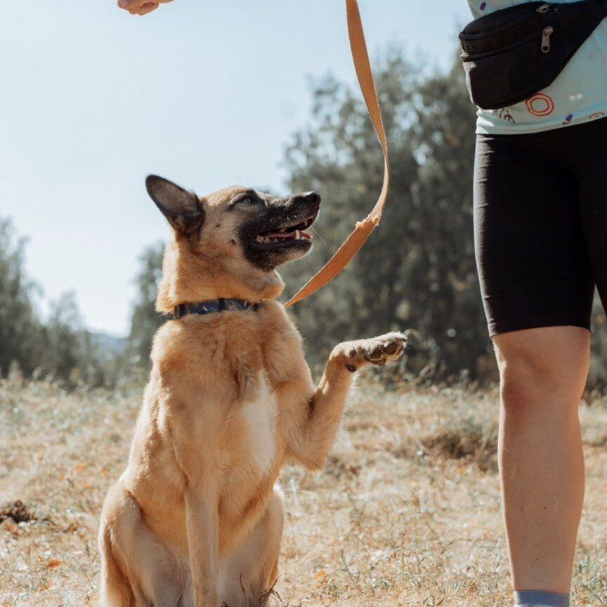 Собака в добрые руки
